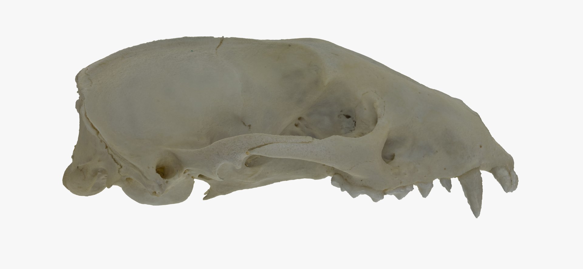 3D European Badger (Meles Meles) Skull 01 RAW Scan - TurboSquid 2143356