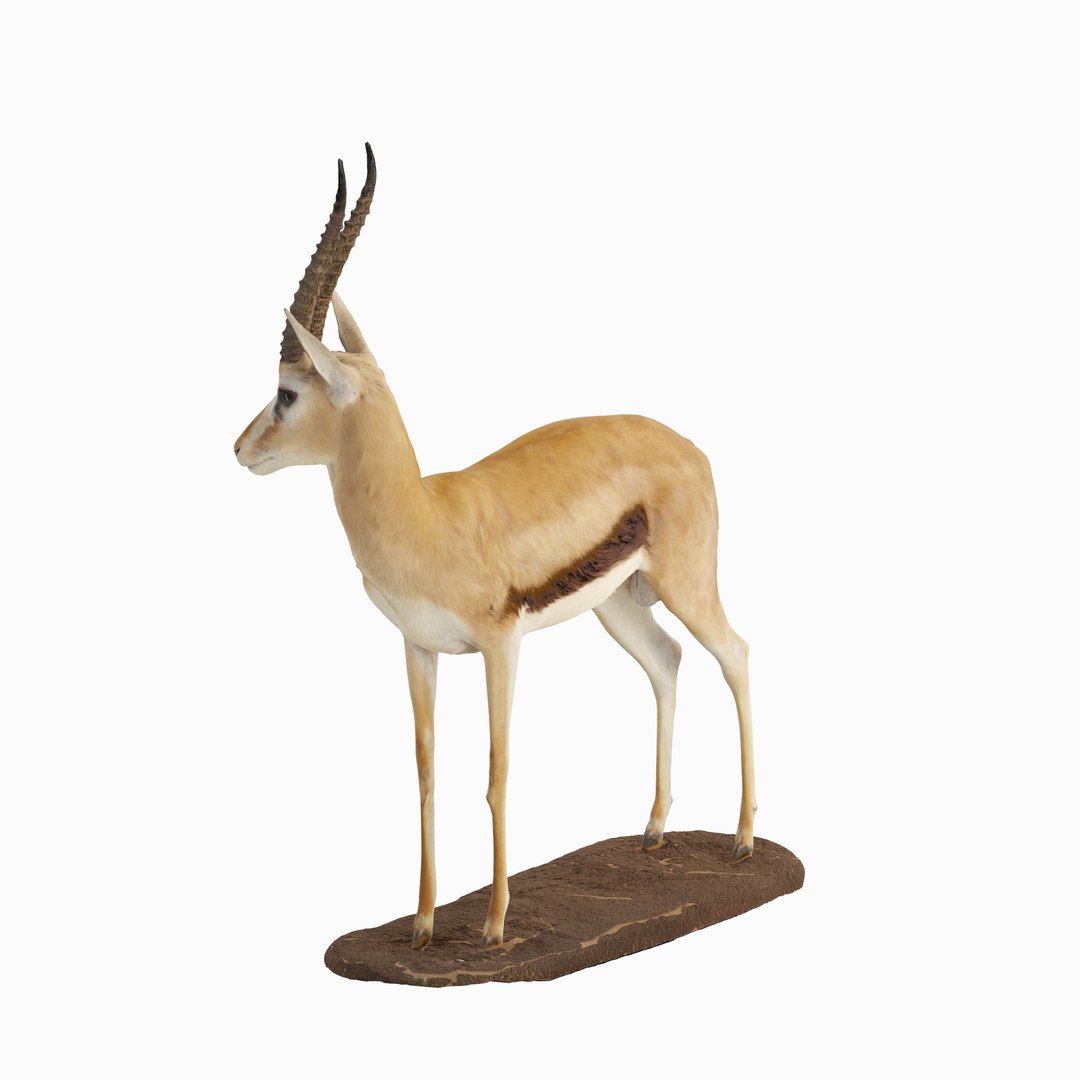 Taxidermy Trophy Gazelle 3D - TurboSquid 2007120