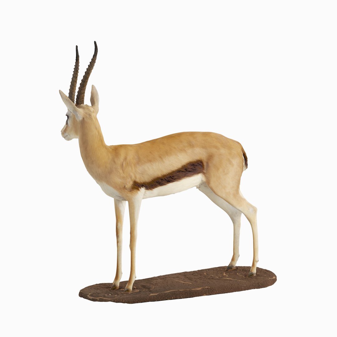 Taxidermy Trophy Gazelle 3D - TurboSquid 2007120