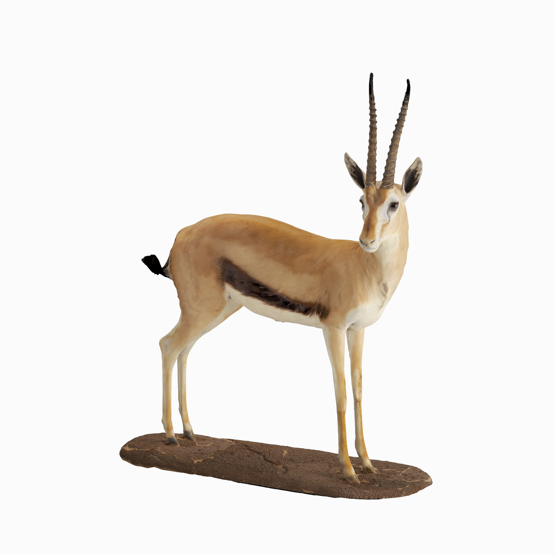 Taxidermy Trophy Gazelle 3D - TurboSquid 2007120