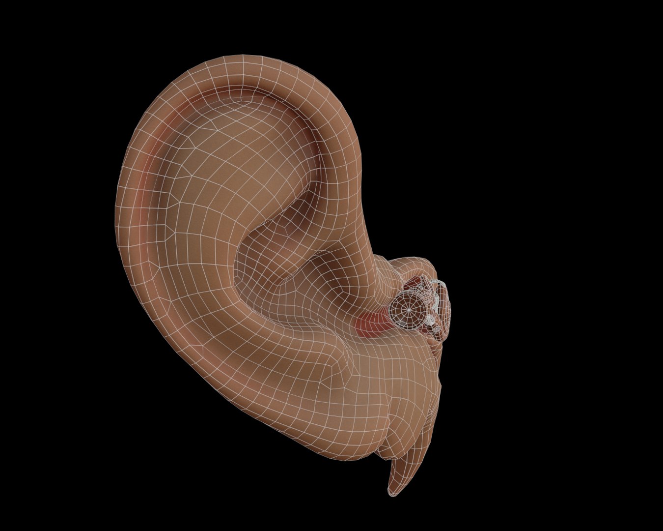 3D Ear Anatomy Model - TurboSquid 1552563