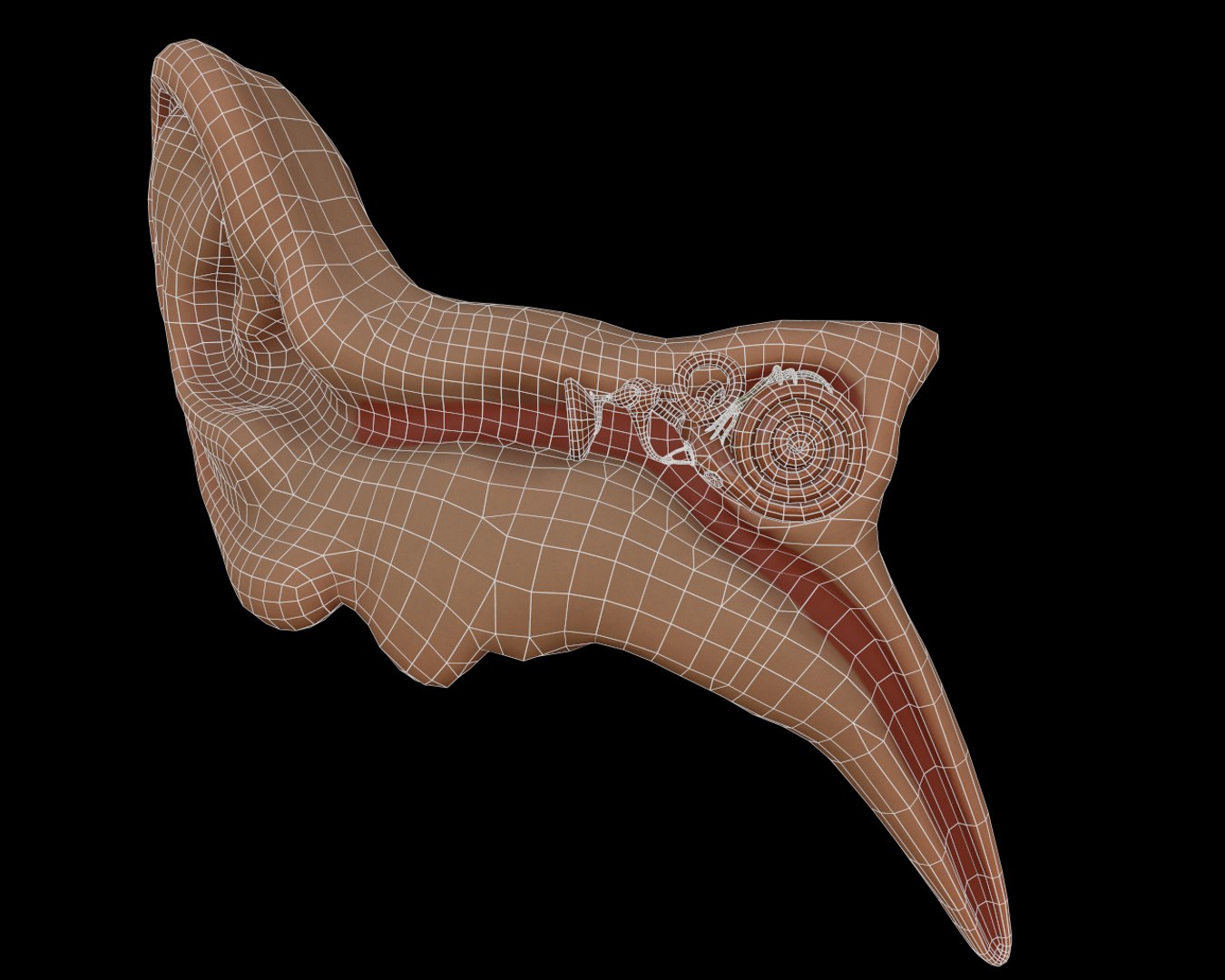 3D Ear Anatomy Model - TurboSquid 1552563