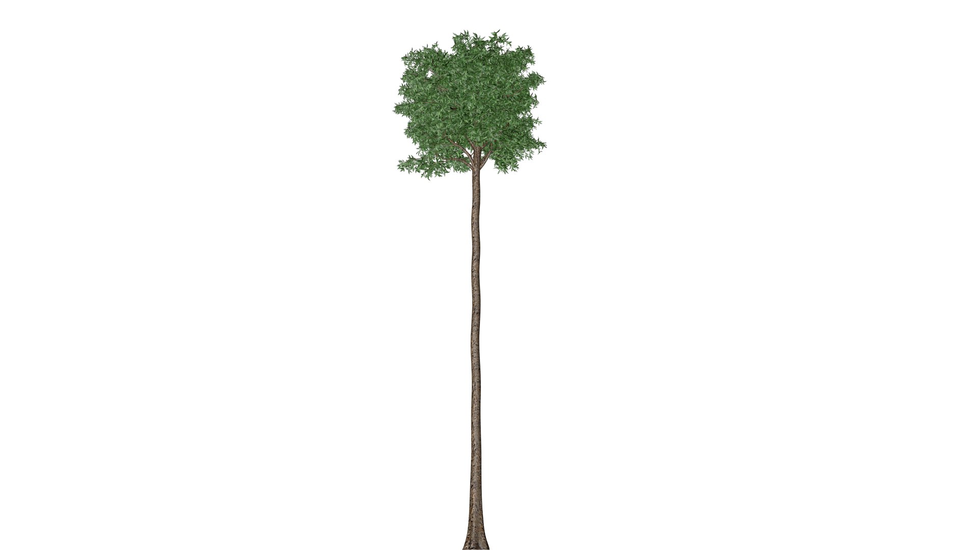 Flooded Gum Tree - 09 - 3D - TurboSquid 2375887