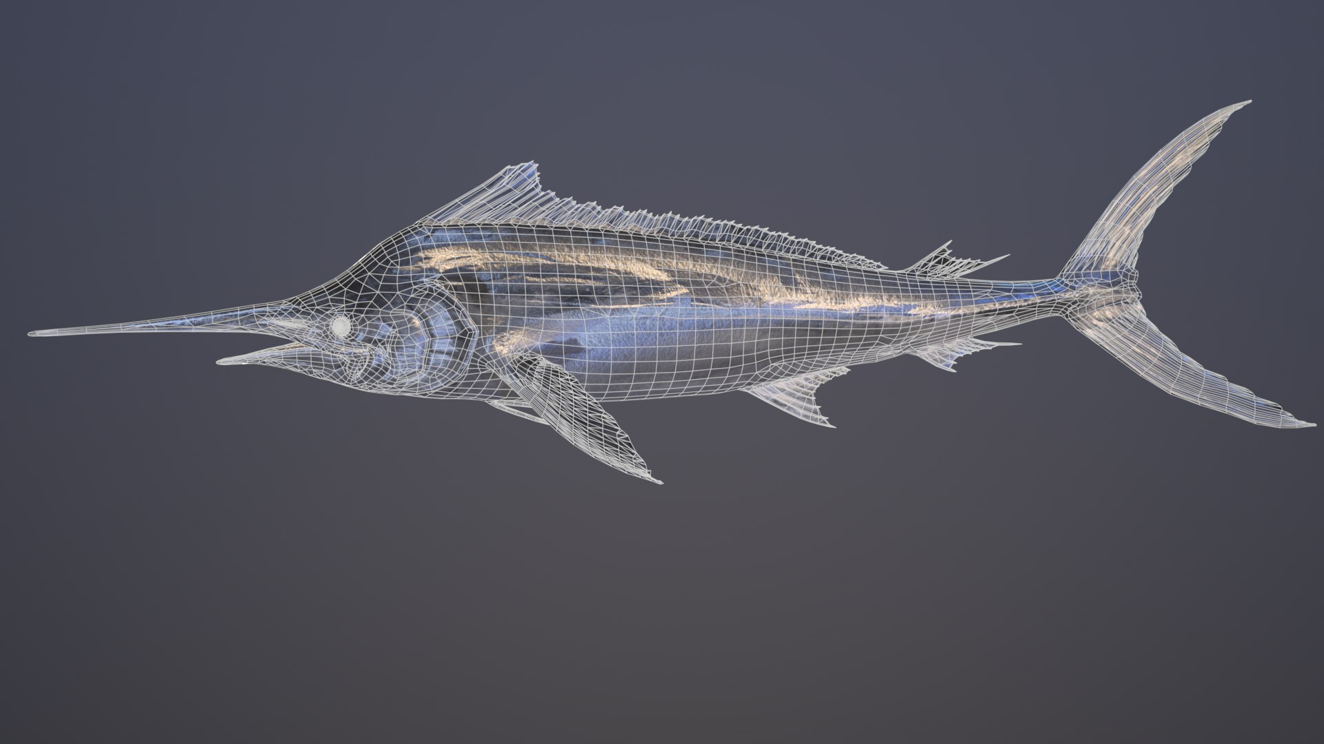 Black Marlin Animated Animations And Rig Fish Model - TurboSquid 2291711