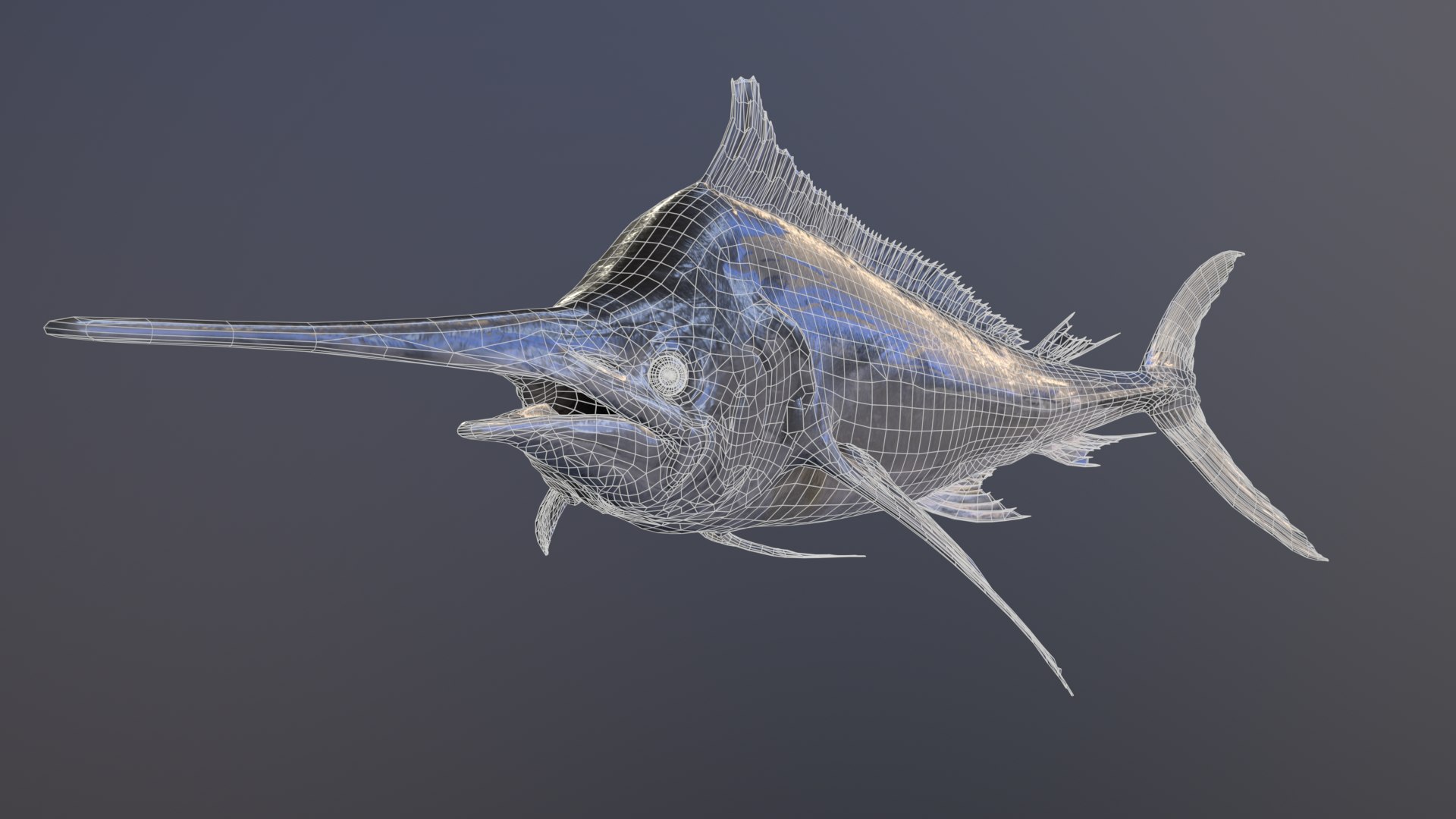 Black Marlin Animated Animations And Rig Fish Model - TurboSquid 2291711