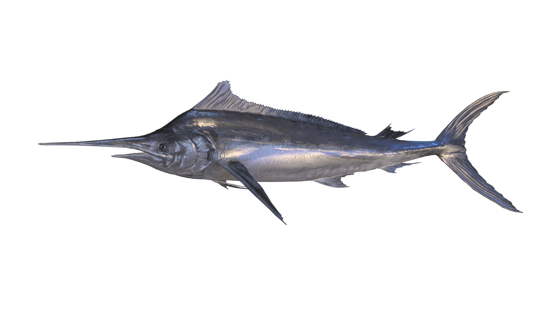 Black Marlin Animated Animations And Rig Fish Model - TurboSquid 2291711