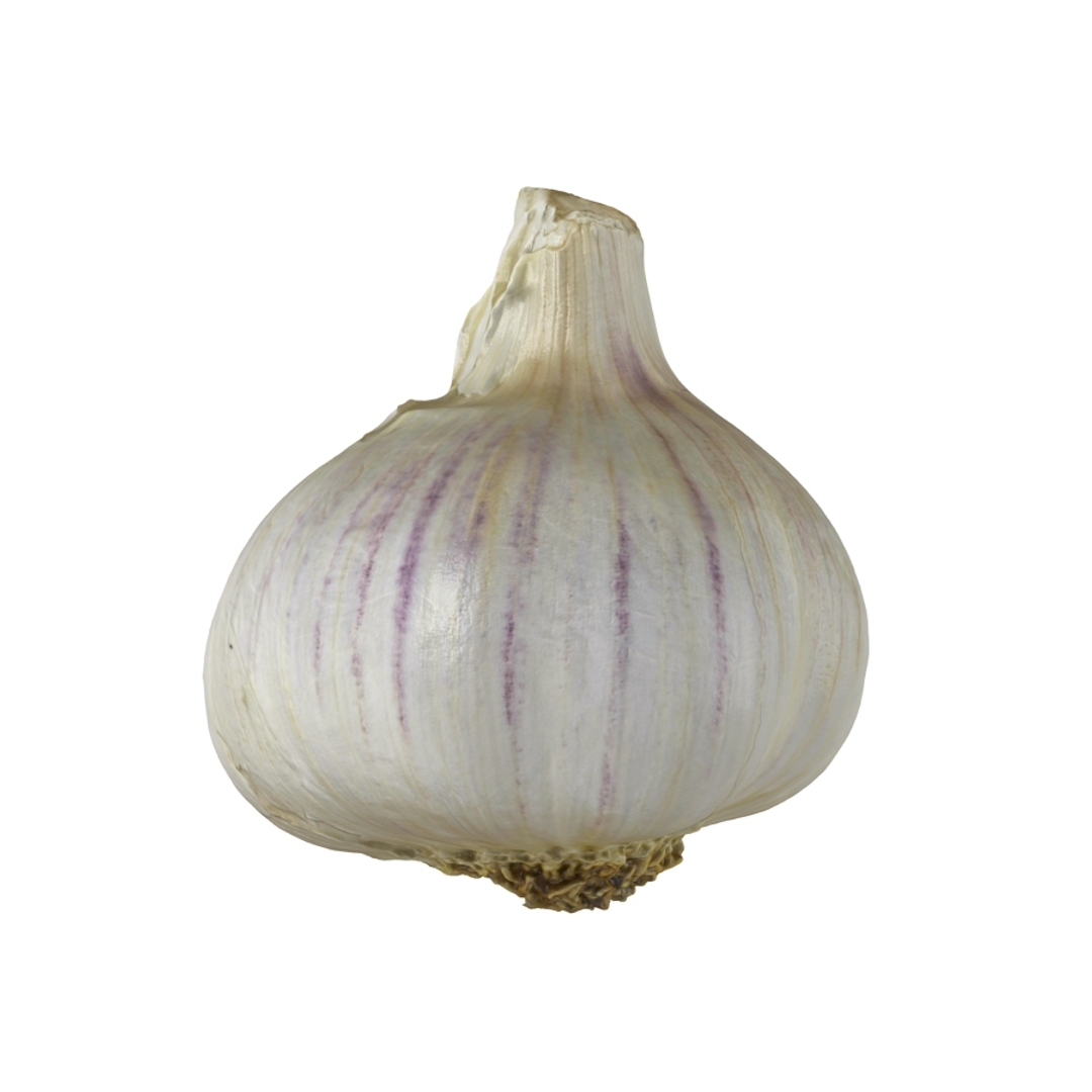 Garlic Bulb 3d Model