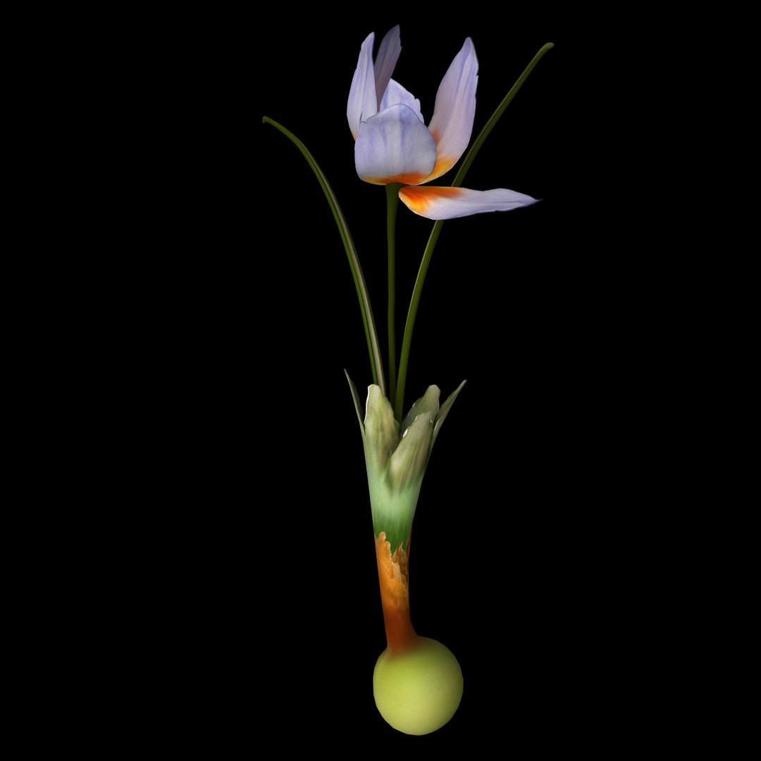 Flowers Open Animation 3D Model - TurboSquid 1586617