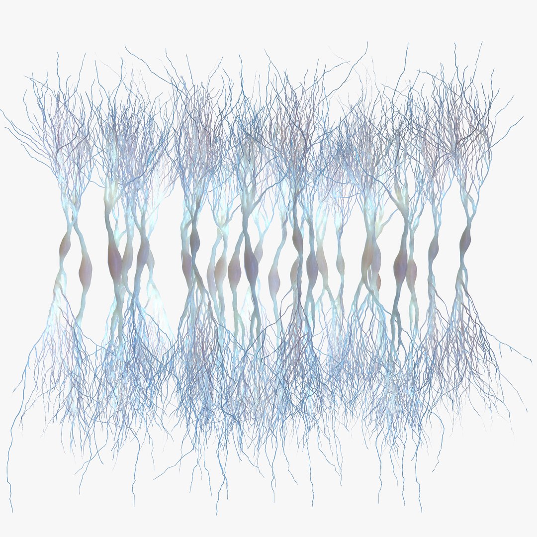 Pyramidal Neurons 3D Model - TurboSquid 1856589
