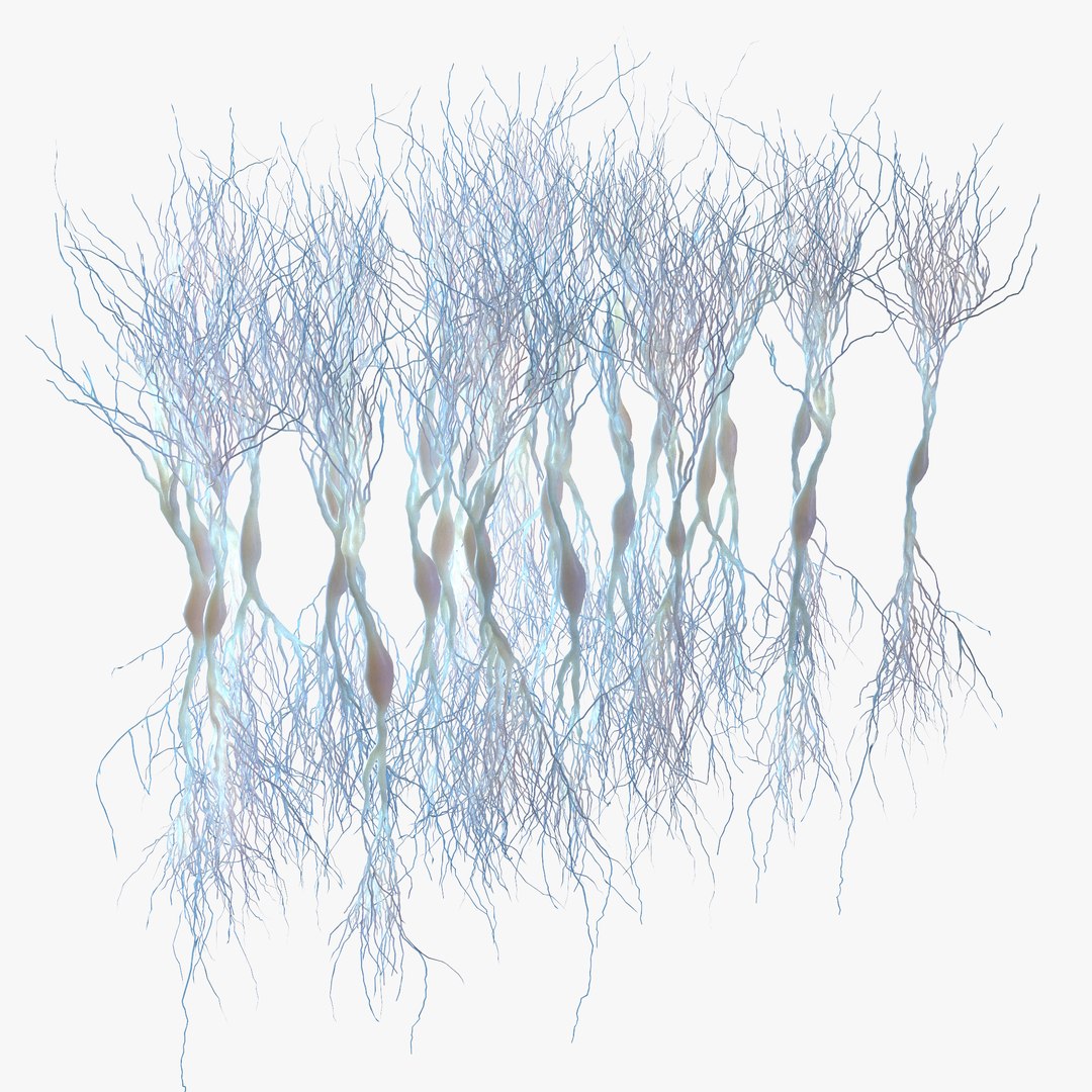 Pyramidal Neurons 3D Model - TurboSquid 1856589