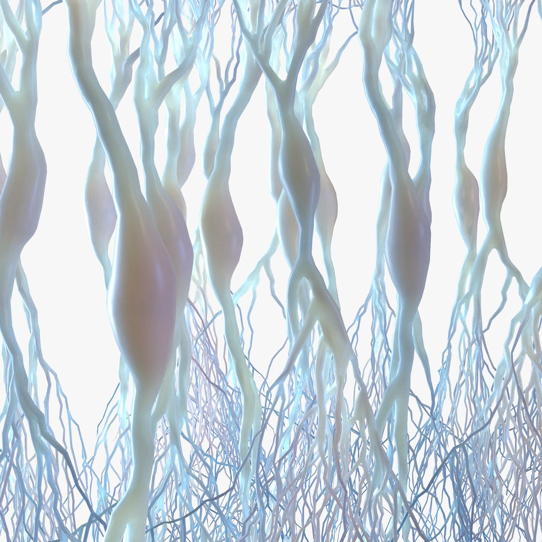 Pyramidal Neurons 3D Model - TurboSquid 1856589
