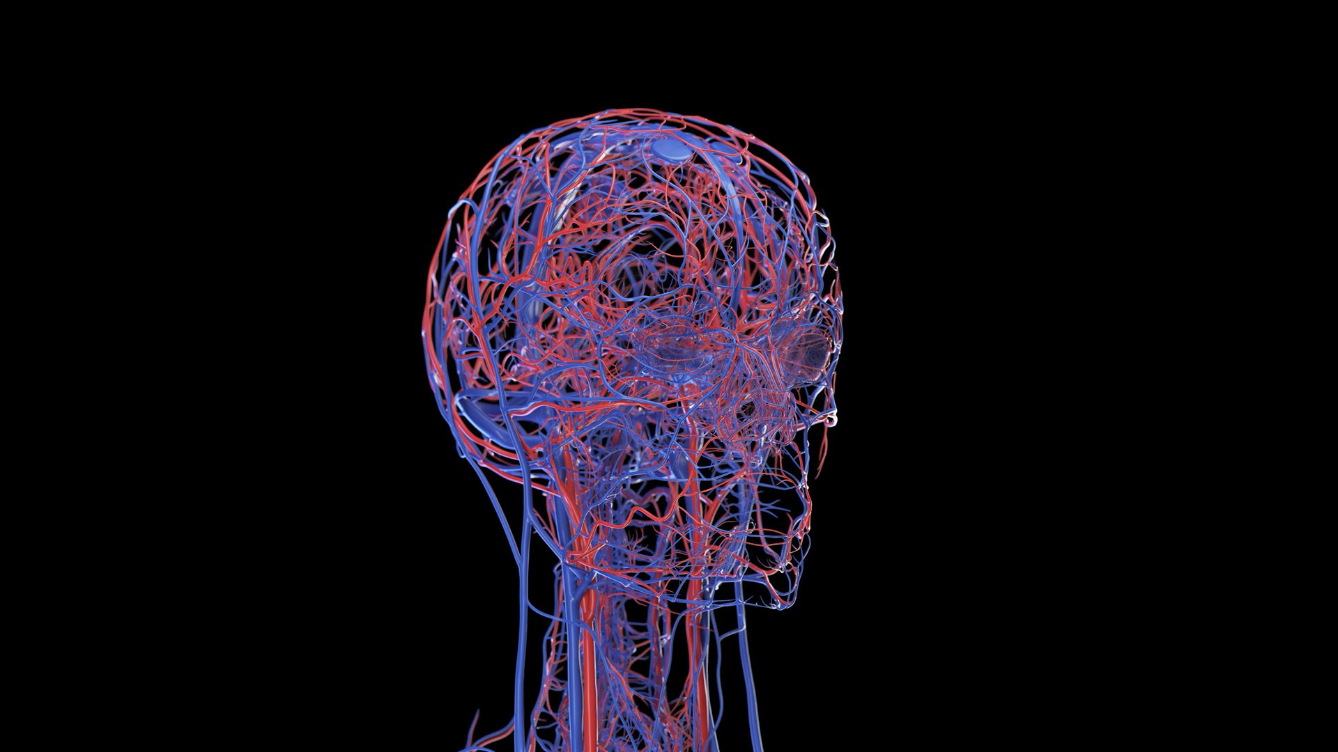 Medically Accurate Male Circulatory System model - TurboSquid 2042286
