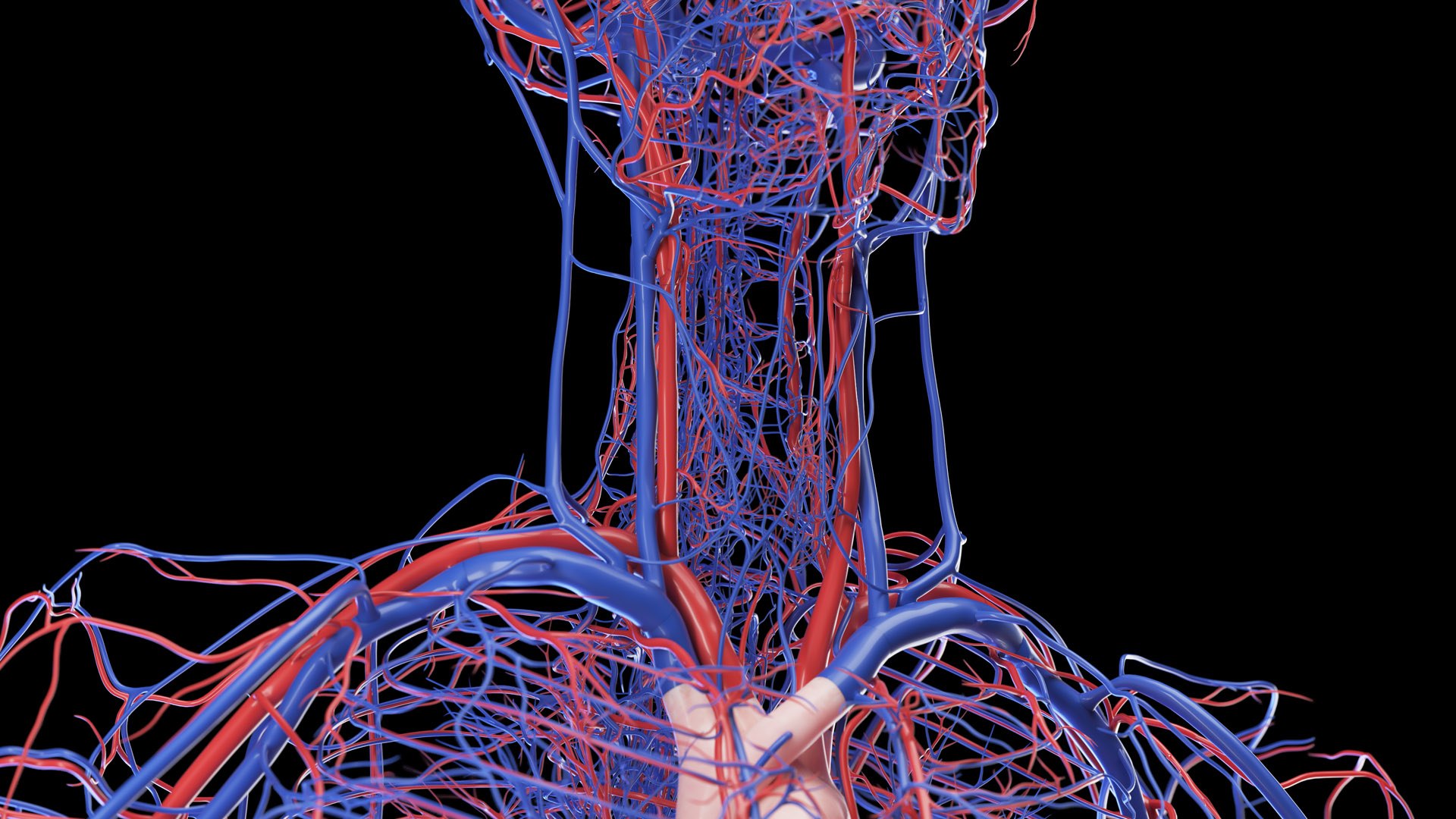 Medically Accurate Male Circulatory System model - TurboSquid 2042286
