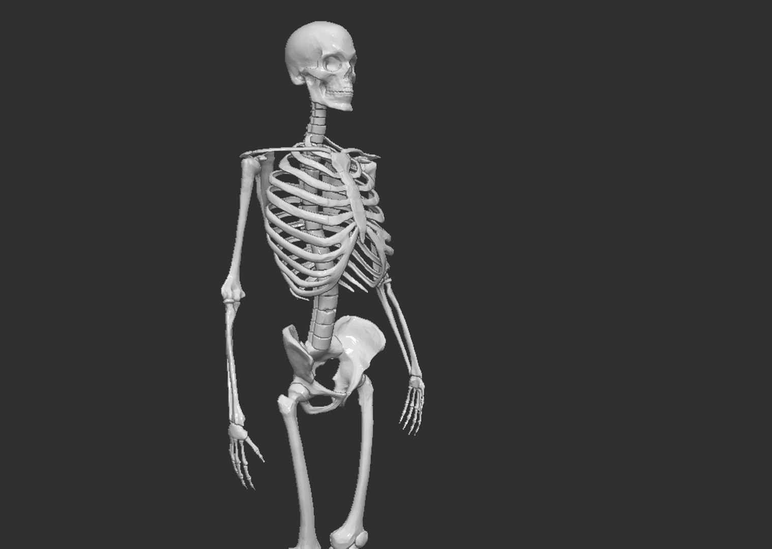 Anatomy References Model - TurboSquid 1322446