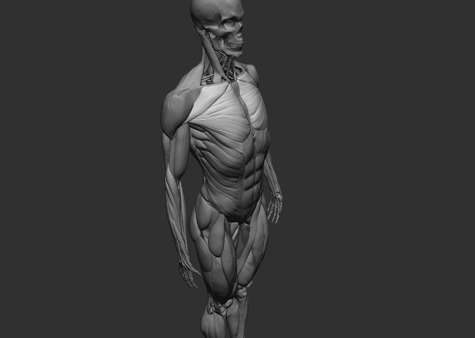 Anatomy References Model - TurboSquid 1322446