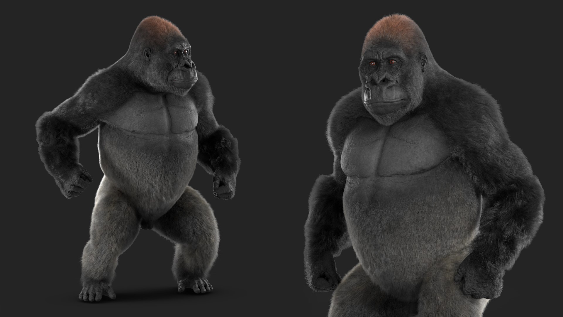 3D Roaring Gorilla Fur Animated Rigged Model - TurboSquid 2292972