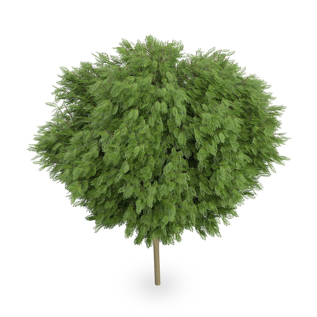 Honey Locust Tree Gleditsia C4d