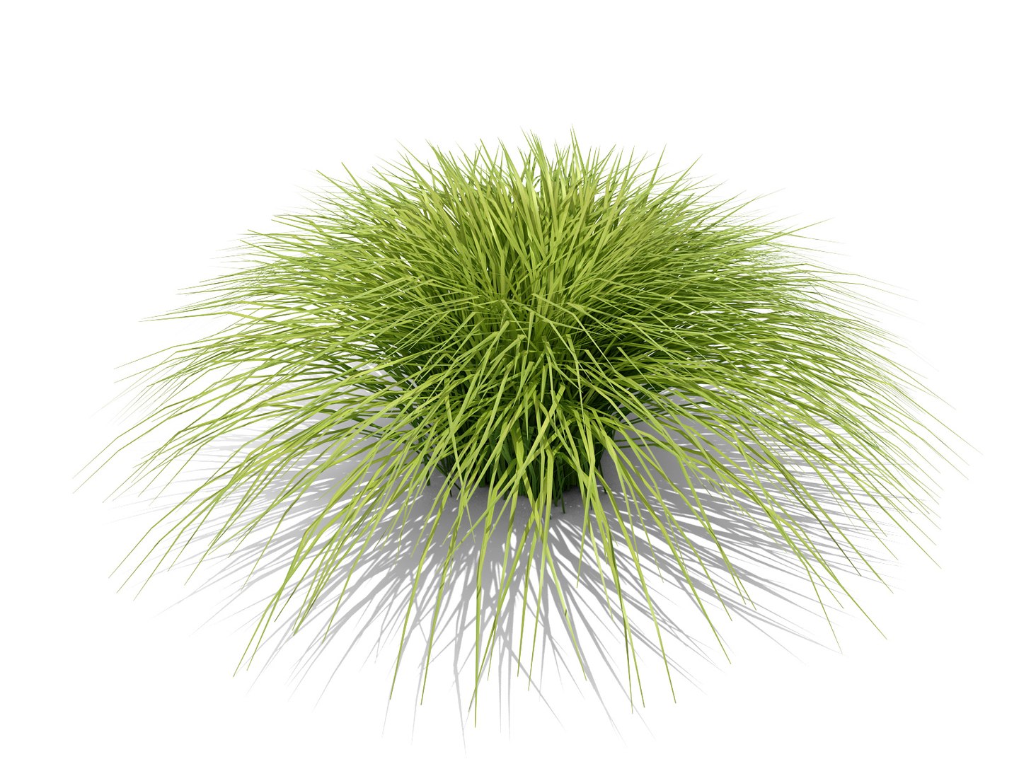 Obj Plant Variegated Japanese Sedge