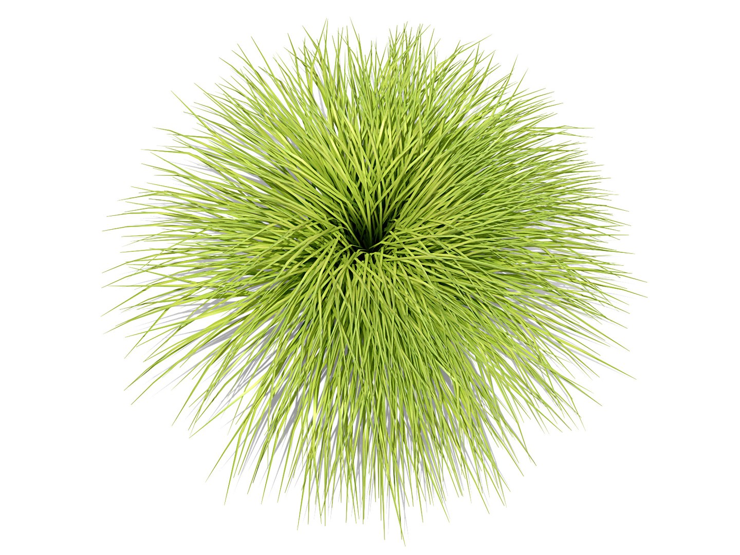 Obj Plant Variegated Japanese Sedge