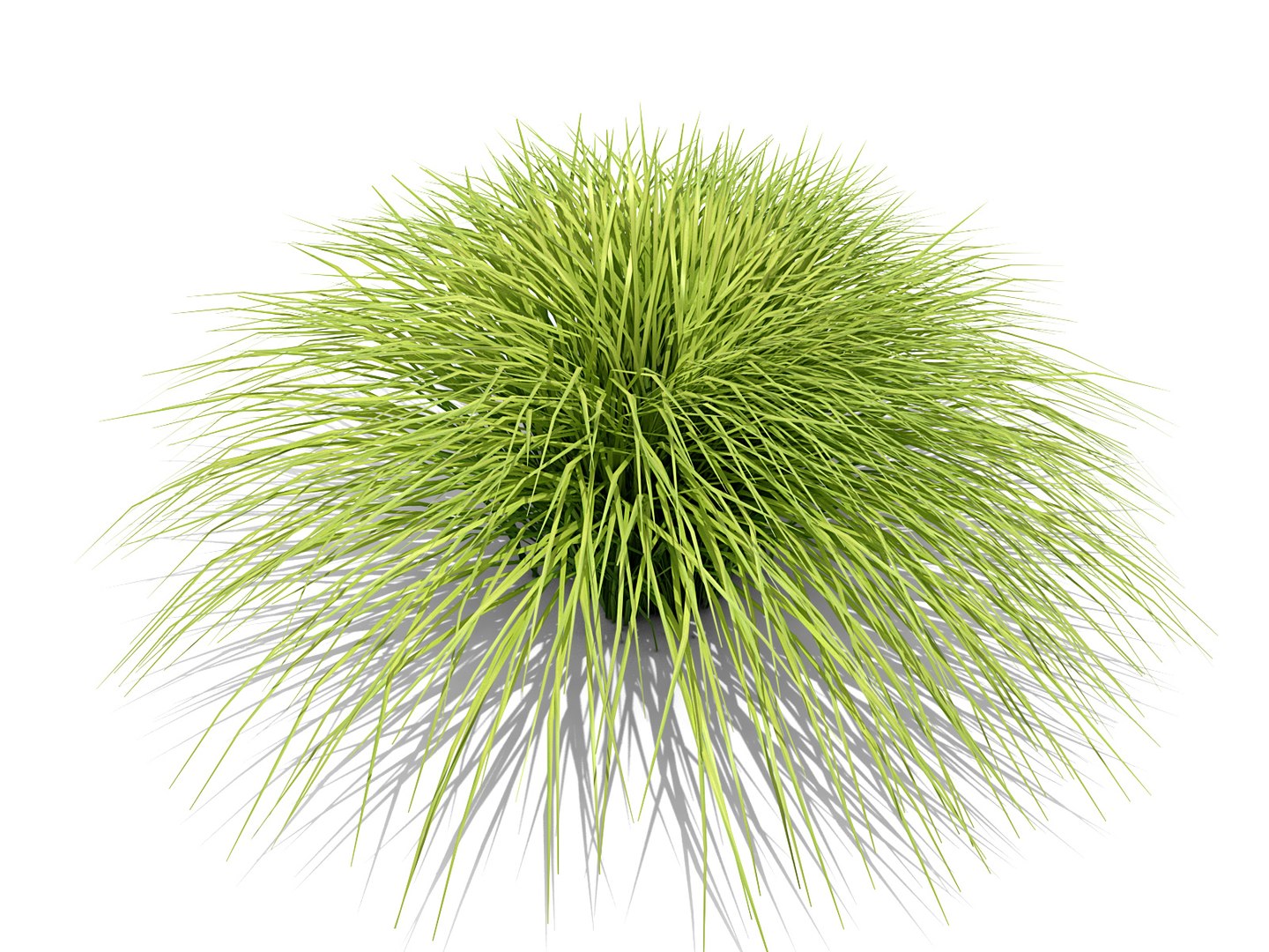 Obj Plant Variegated Japanese Sedge