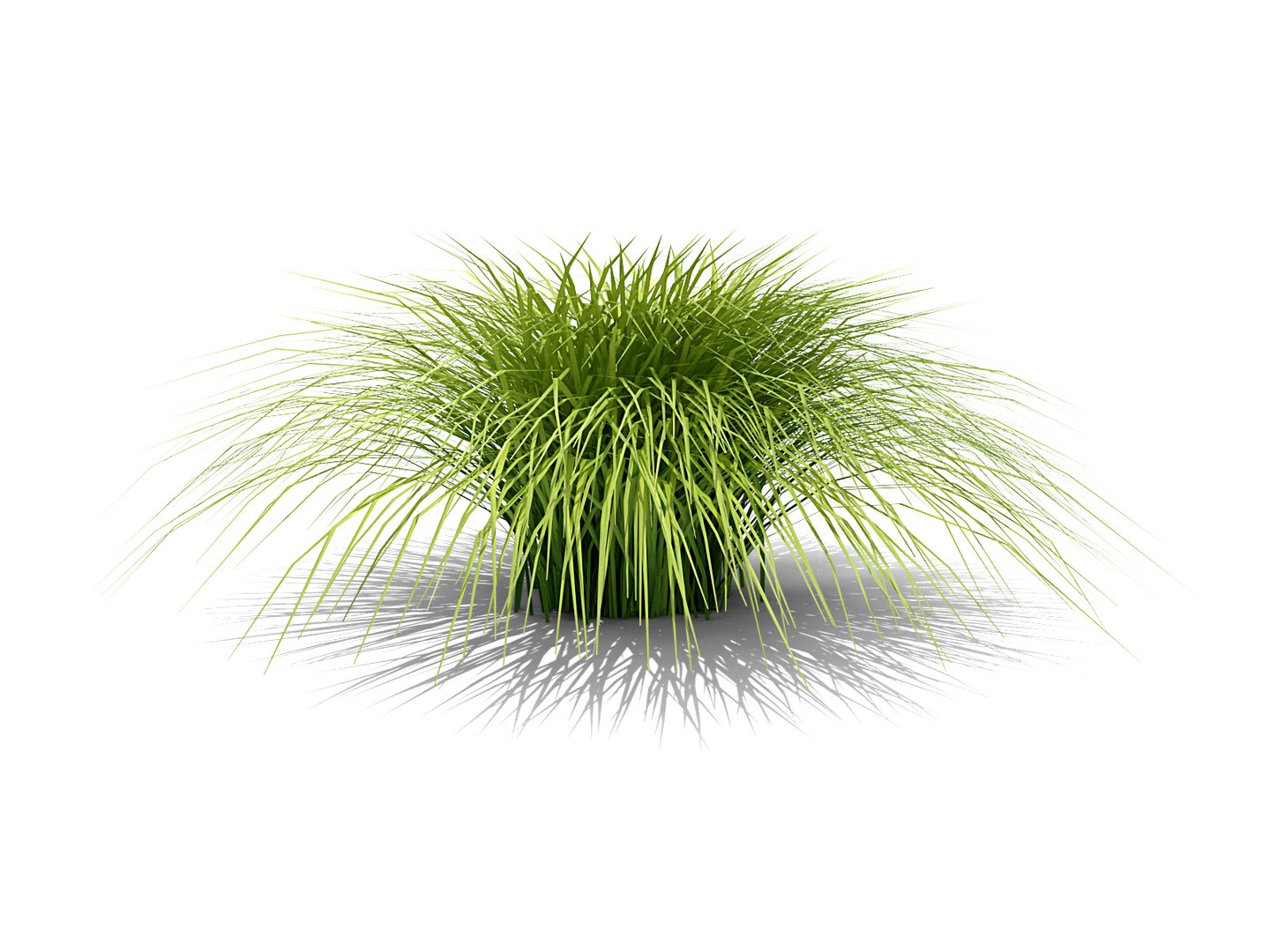 Obj Plant Variegated Japanese Sedge