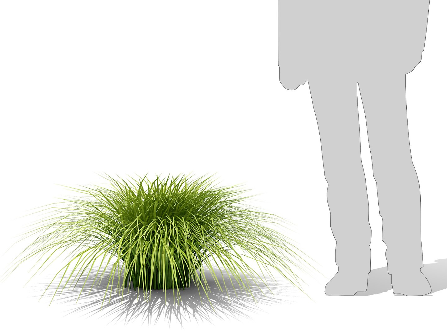 Obj Plant Variegated Japanese Sedge