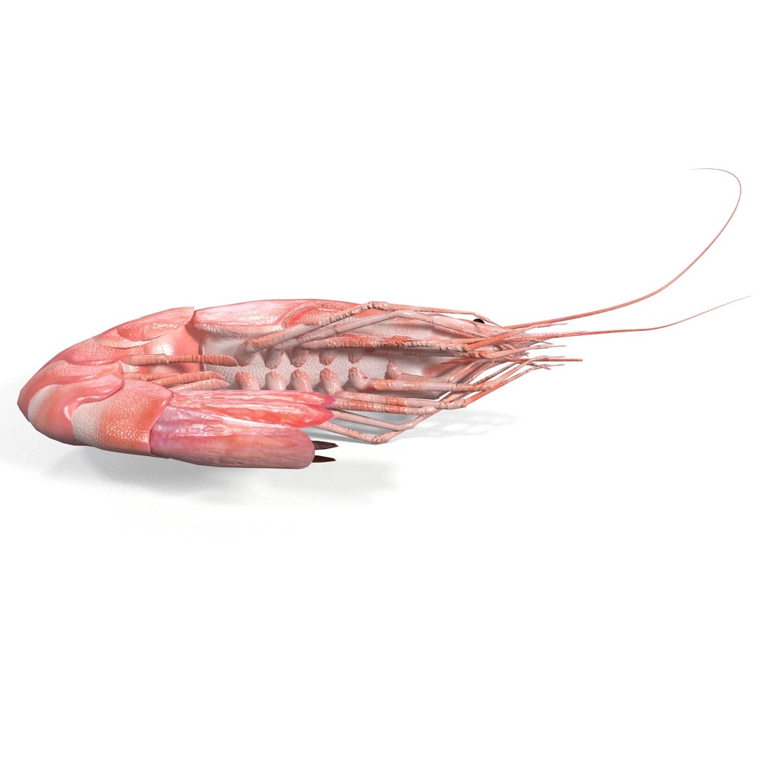 Prawn Max