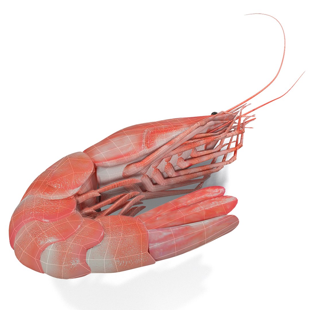 Prawn Max