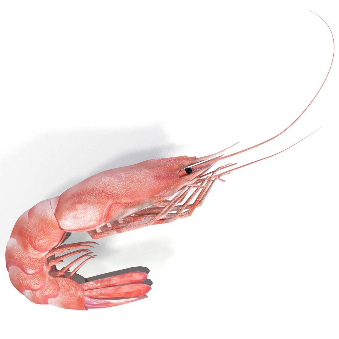 prawn max
