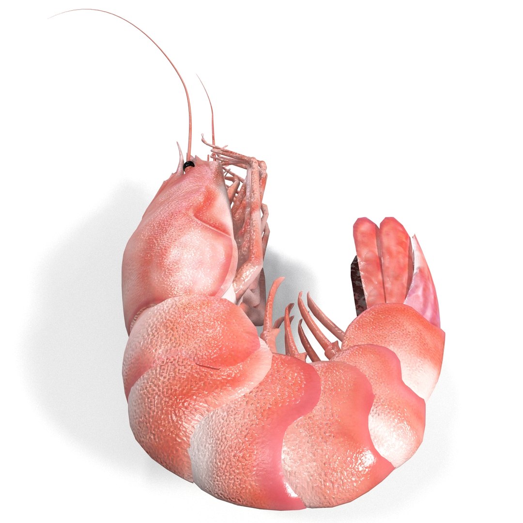 Prawn Max