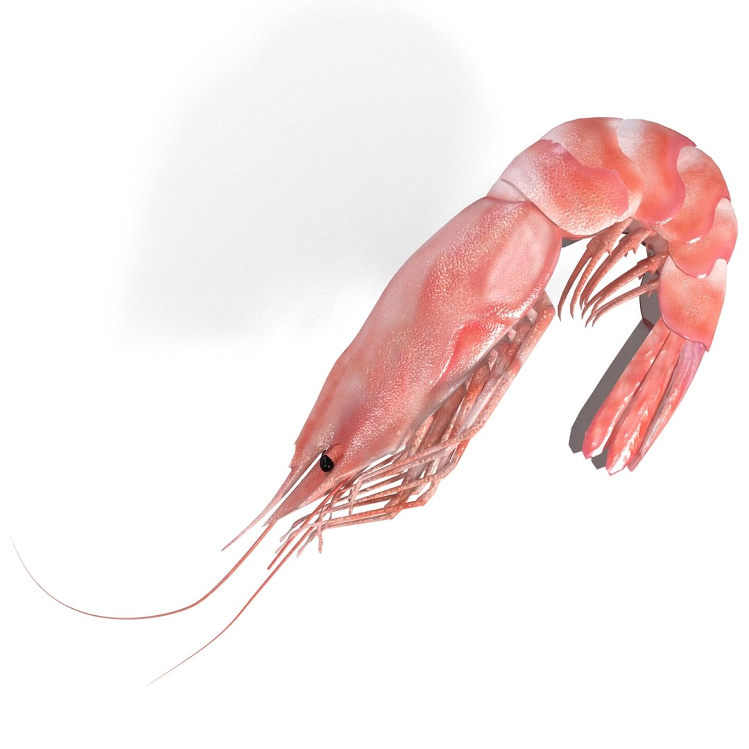 prawn max