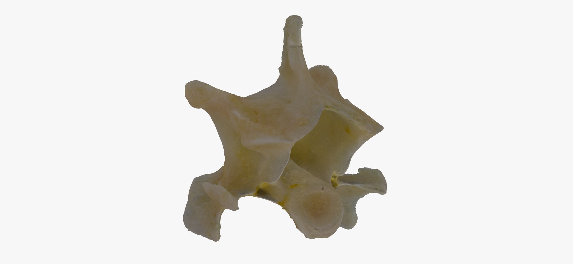 Domestic Cat Cervical Vertebrae C5 RAW Scan 3D Model - TurboSquid 2143299