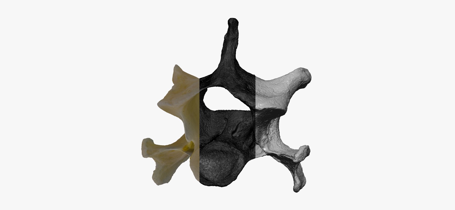 Domestic Cat Cervical Vertebrae C5 RAW Scan 3D Model - TurboSquid 2143299