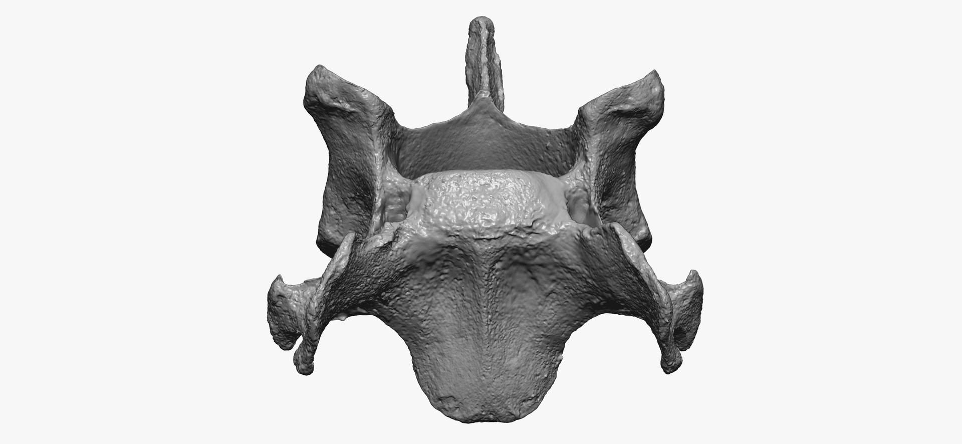 Domestic Cat Cervical Vertebrae C5 RAW Scan 3D Model - TurboSquid 2143299