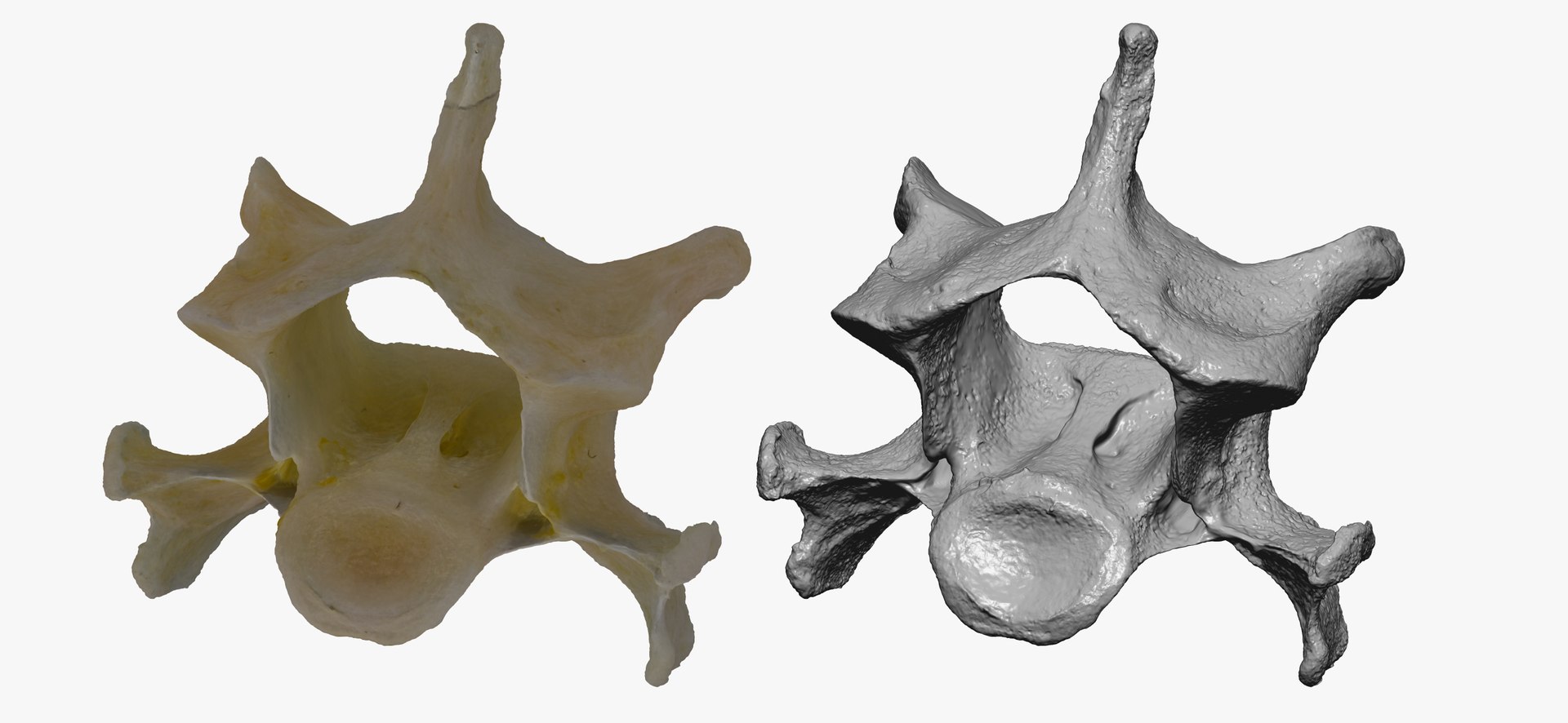 Domestic Cat Cervical Vertebrae C5 RAW Scan 3D Model - TurboSquid 2143299