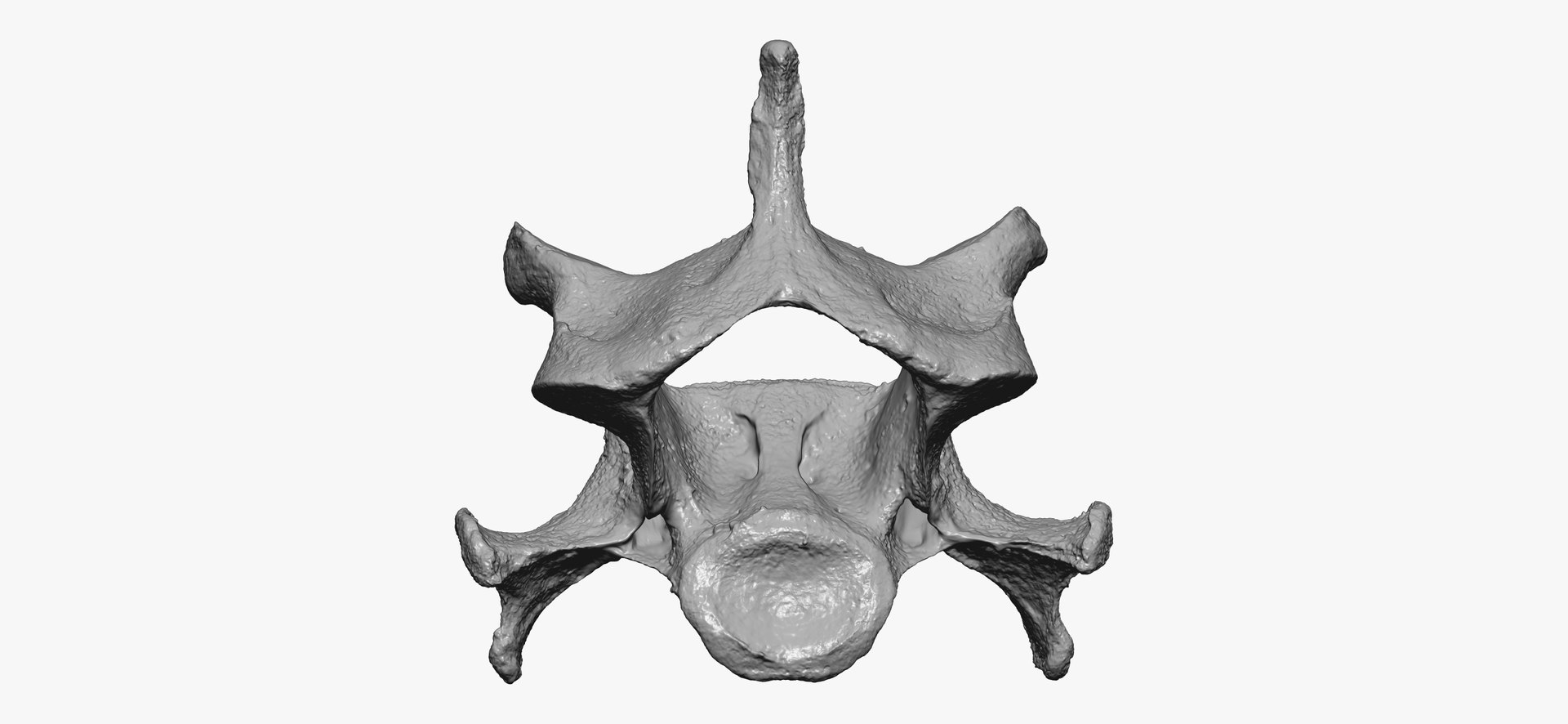 Domestic Cat Cervical Vertebrae C5 RAW Scan 3D Model - TurboSquid 2143299