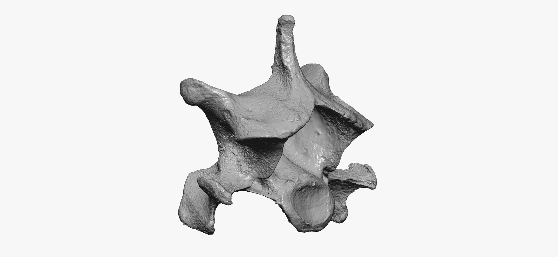 Domestic Cat Cervical Vertebrae C5 RAW Scan 3D Model - TurboSquid 2143299