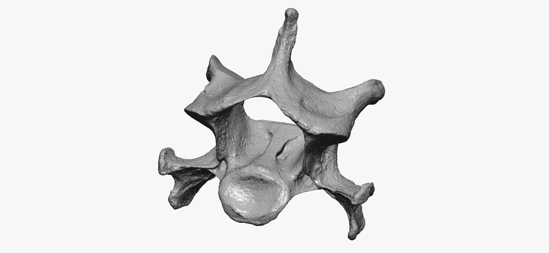 Domestic Cat Cervical Vertebrae C5 RAW Scan 3D Model - TurboSquid 2143299