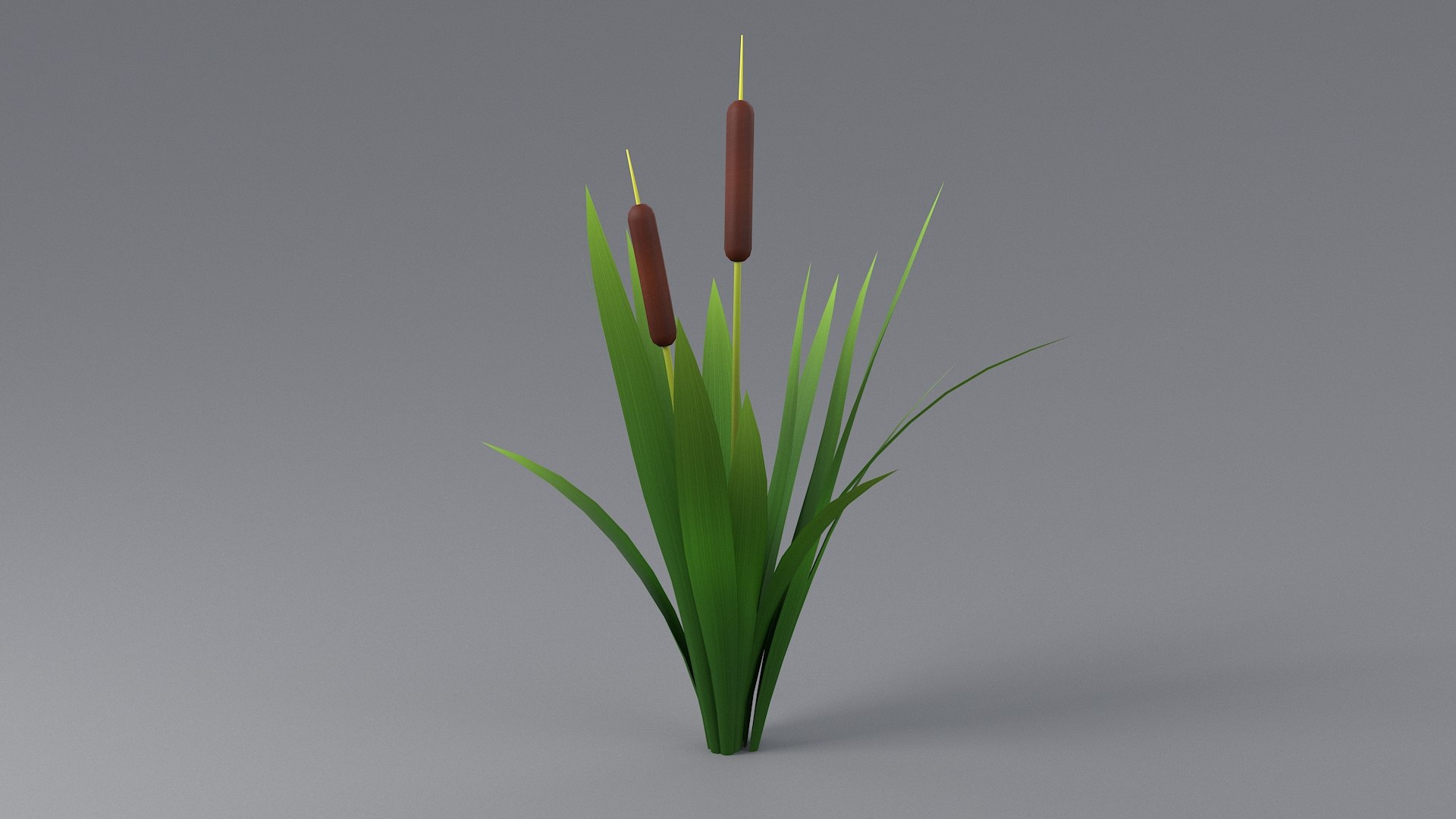 3D Cartoon Cattail 05 - TurboSquid 1936191