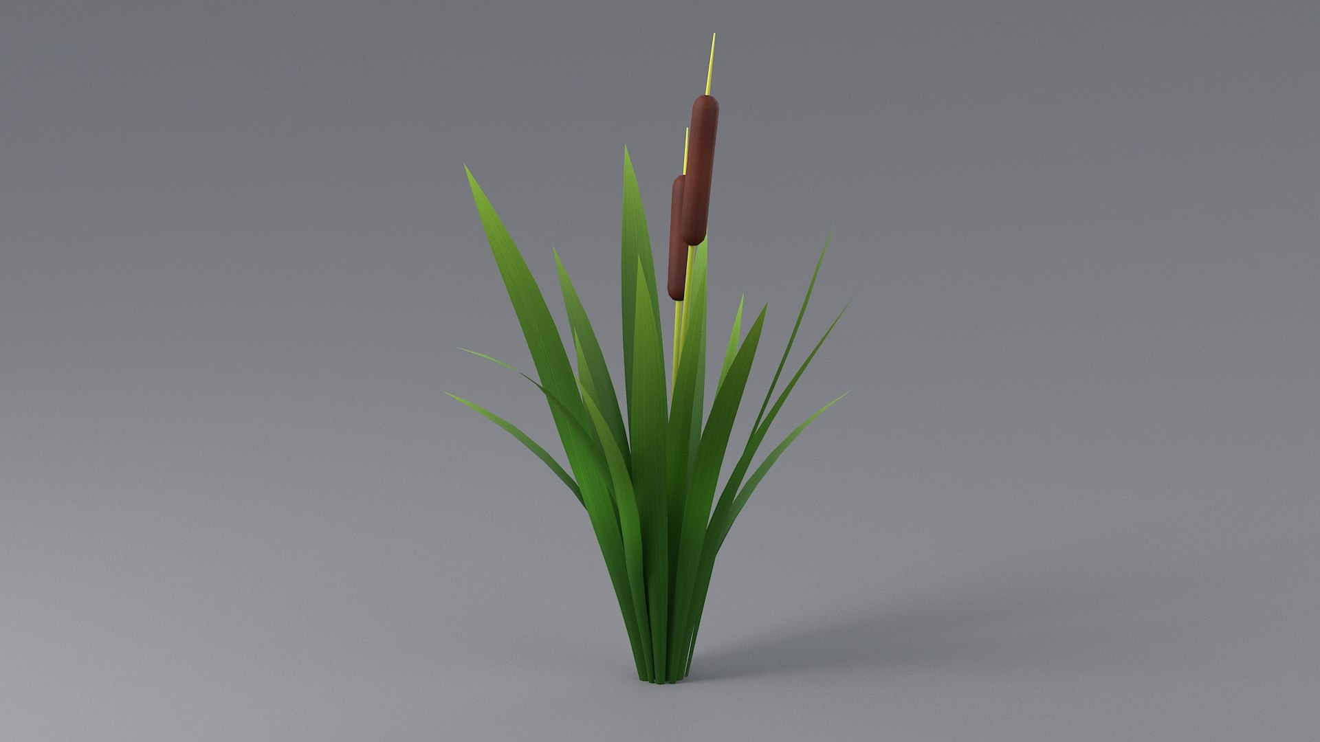 3D Cartoon Cattail 05 - TurboSquid 1936191