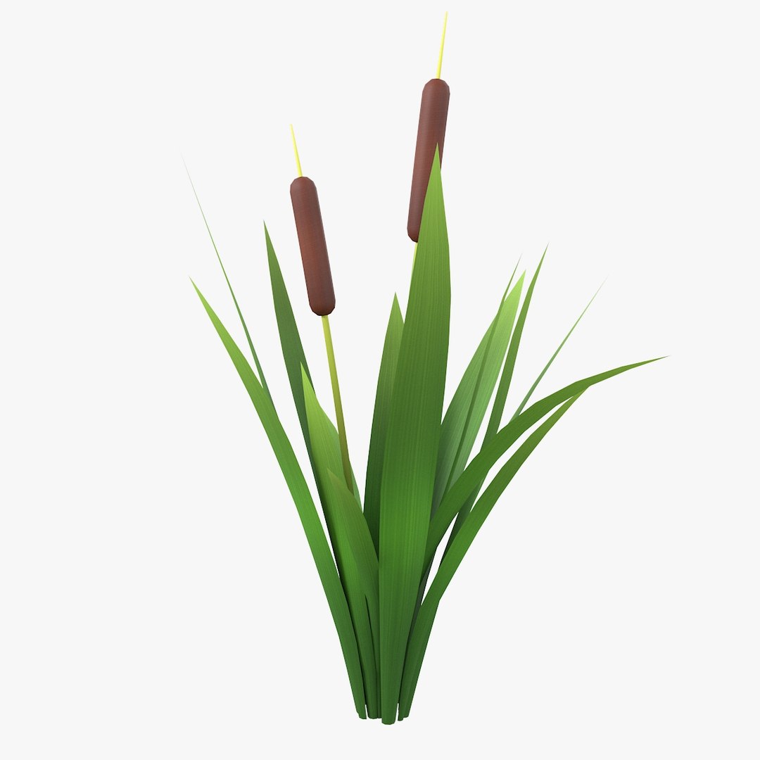 3D Cartoon Cattail 05 - TurboSquid 1936191