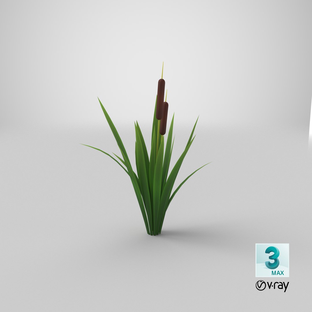 3D Cartoon Cattail 05 - TurboSquid 1936191
