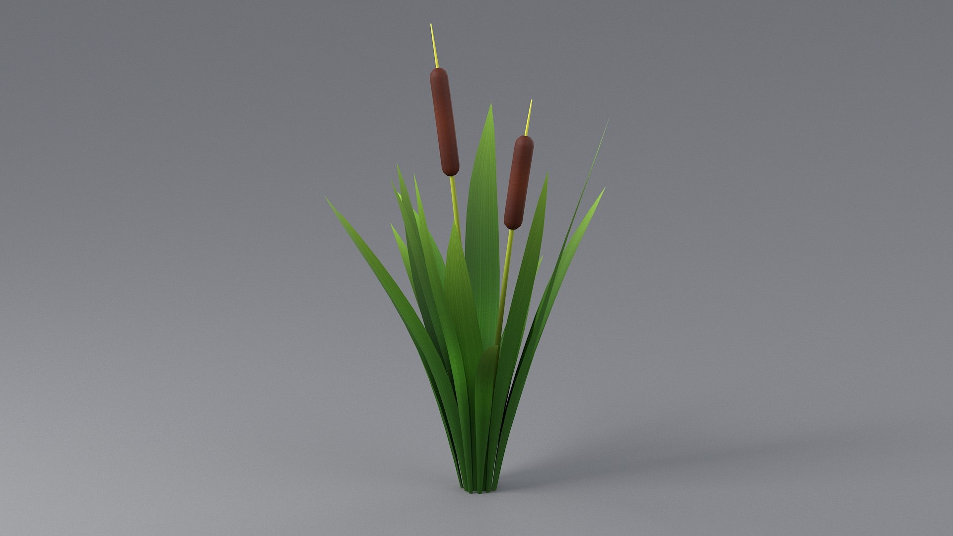 3D Cartoon Cattail 05 - TurboSquid 1936191