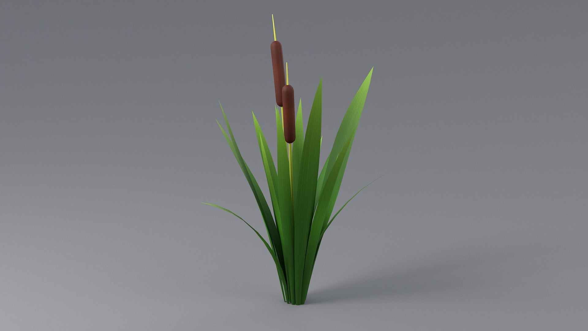 3D Cartoon Cattail 05 - TurboSquid 1936191