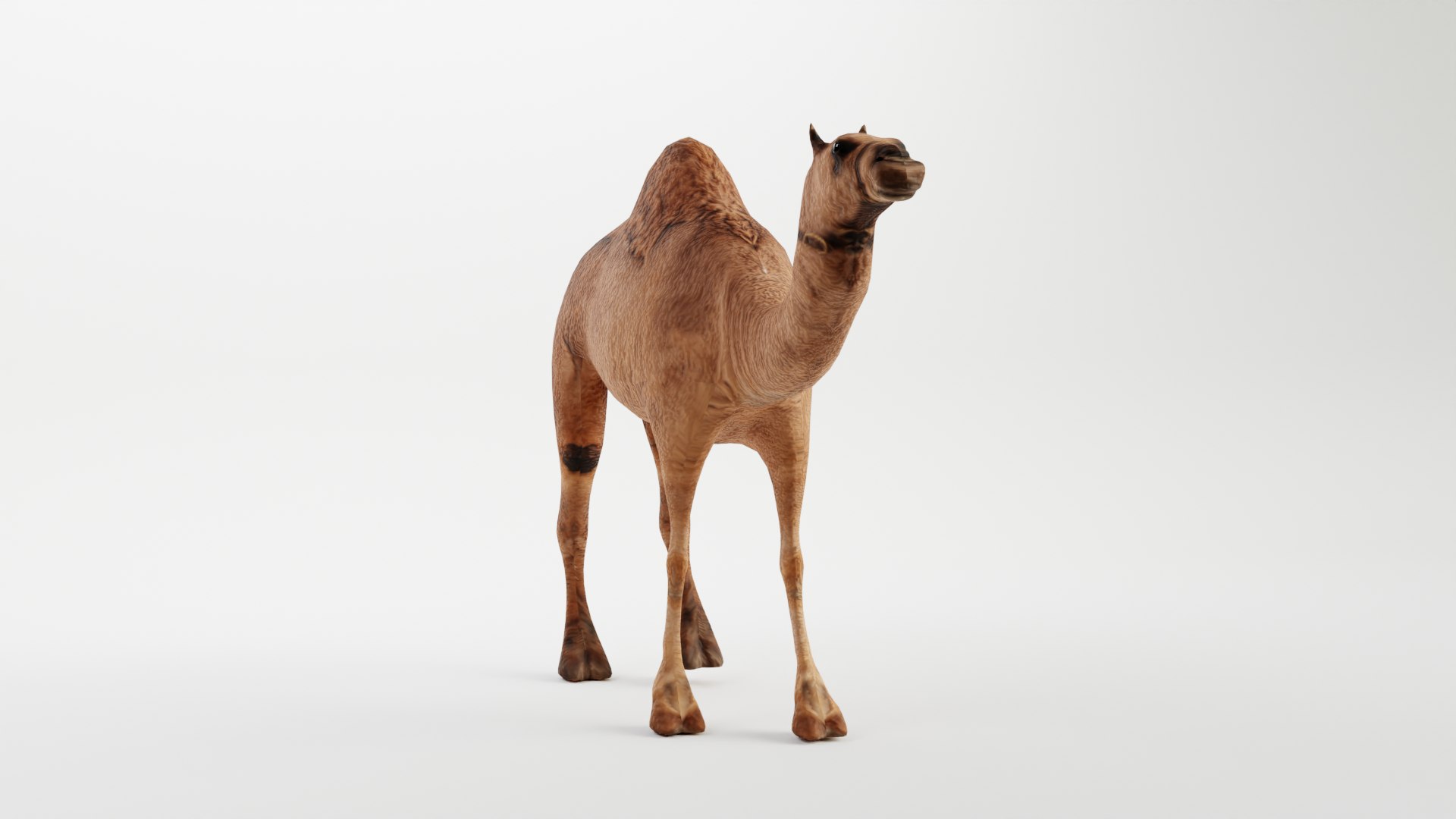 CAMEL RIGGED 3D - TurboSquid 2030758