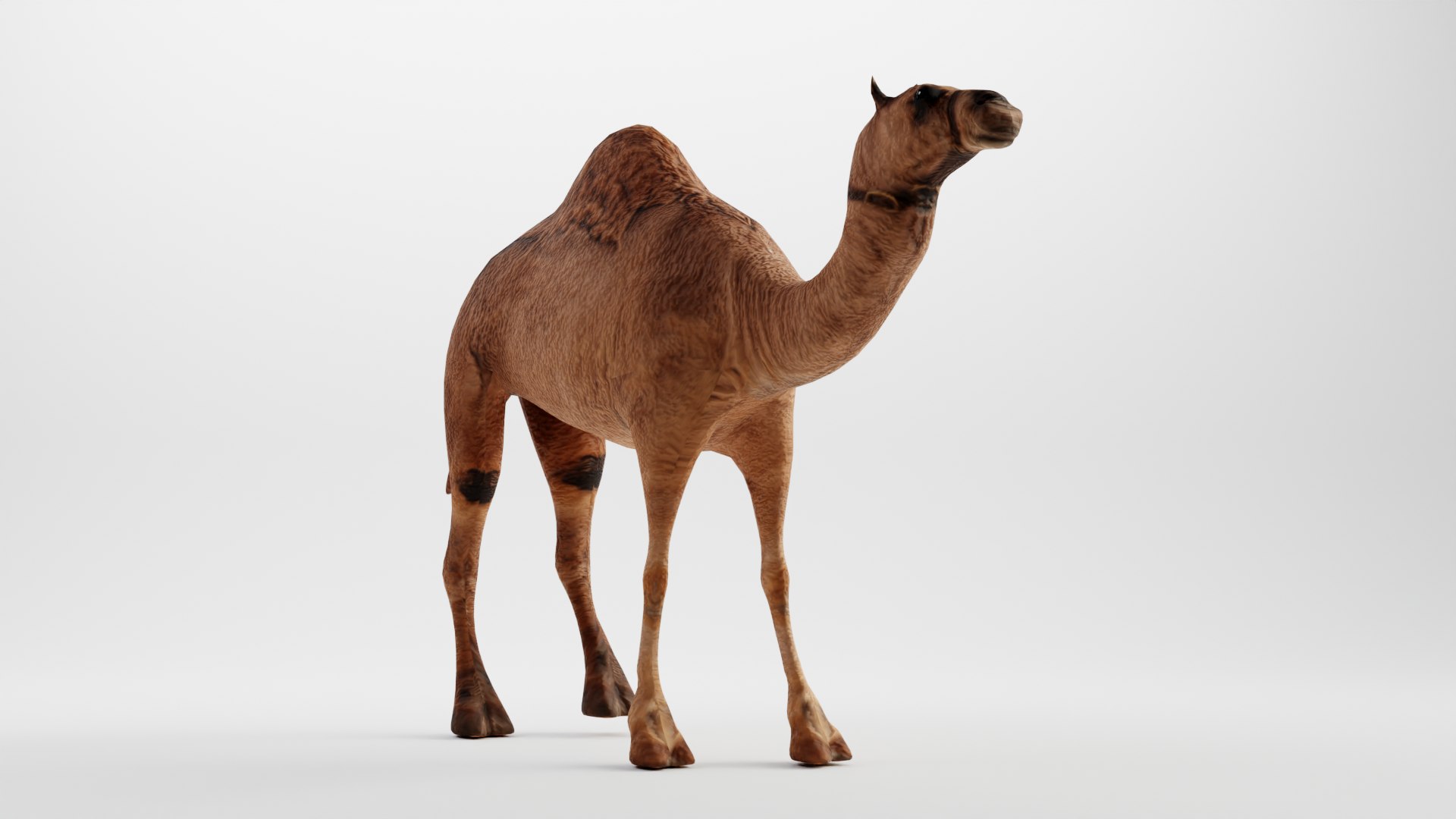 CAMEL RIGGED 3D - TurboSquid 2030758