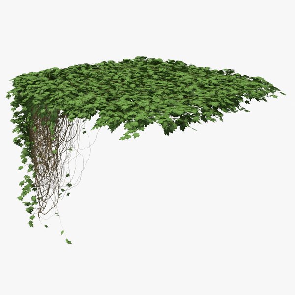 3D ivy plant nature - TurboSquid 1243158