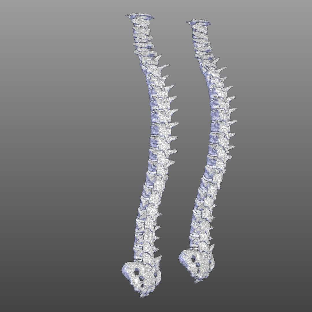 3D Human Vertebral Column - TurboSquid 1521188