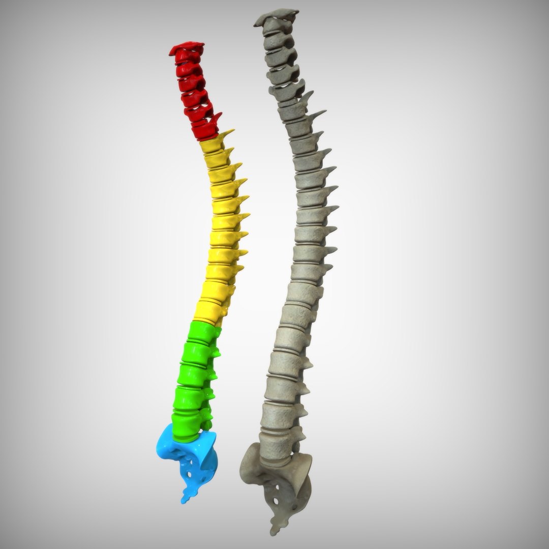 3D Human Vertebral Column - TurboSquid 1521188
