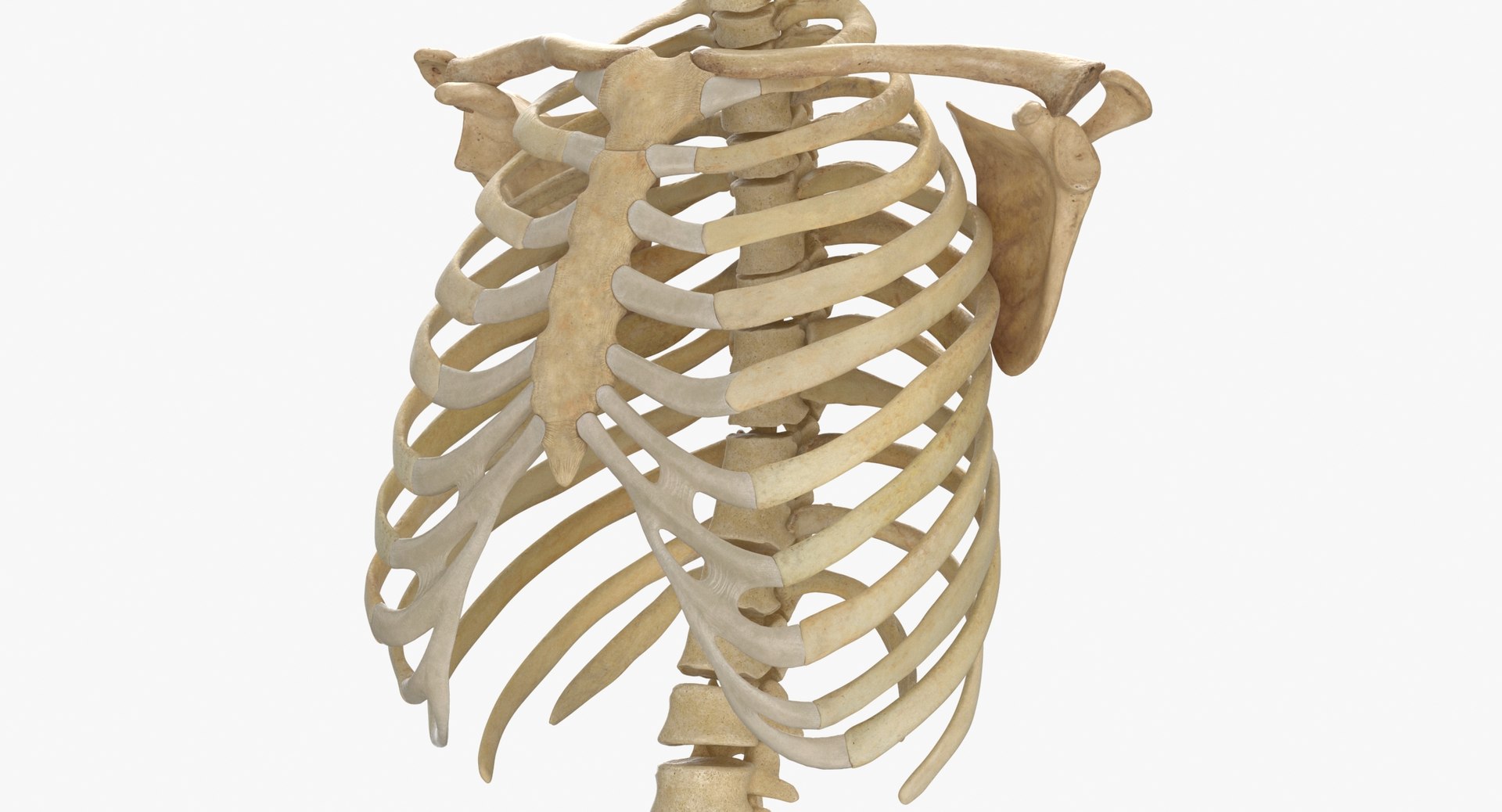 Human Rib Cages Spines Clavicles and Scapula Bones Yellow Collection 01 ...